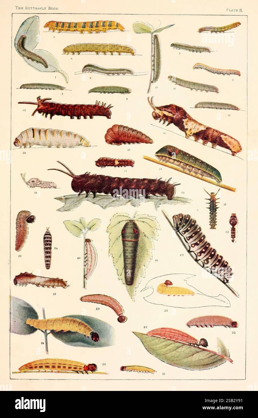Illustrate various larval stages hi-res stock photography and images ...