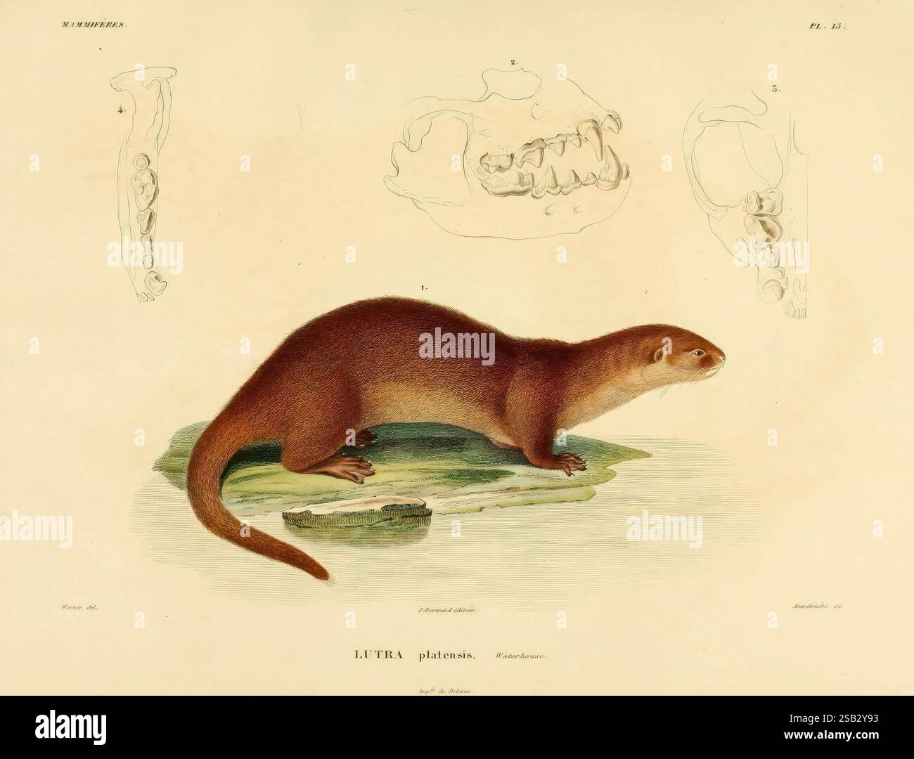 Otters skull hi-res stock photography and images - Alamy