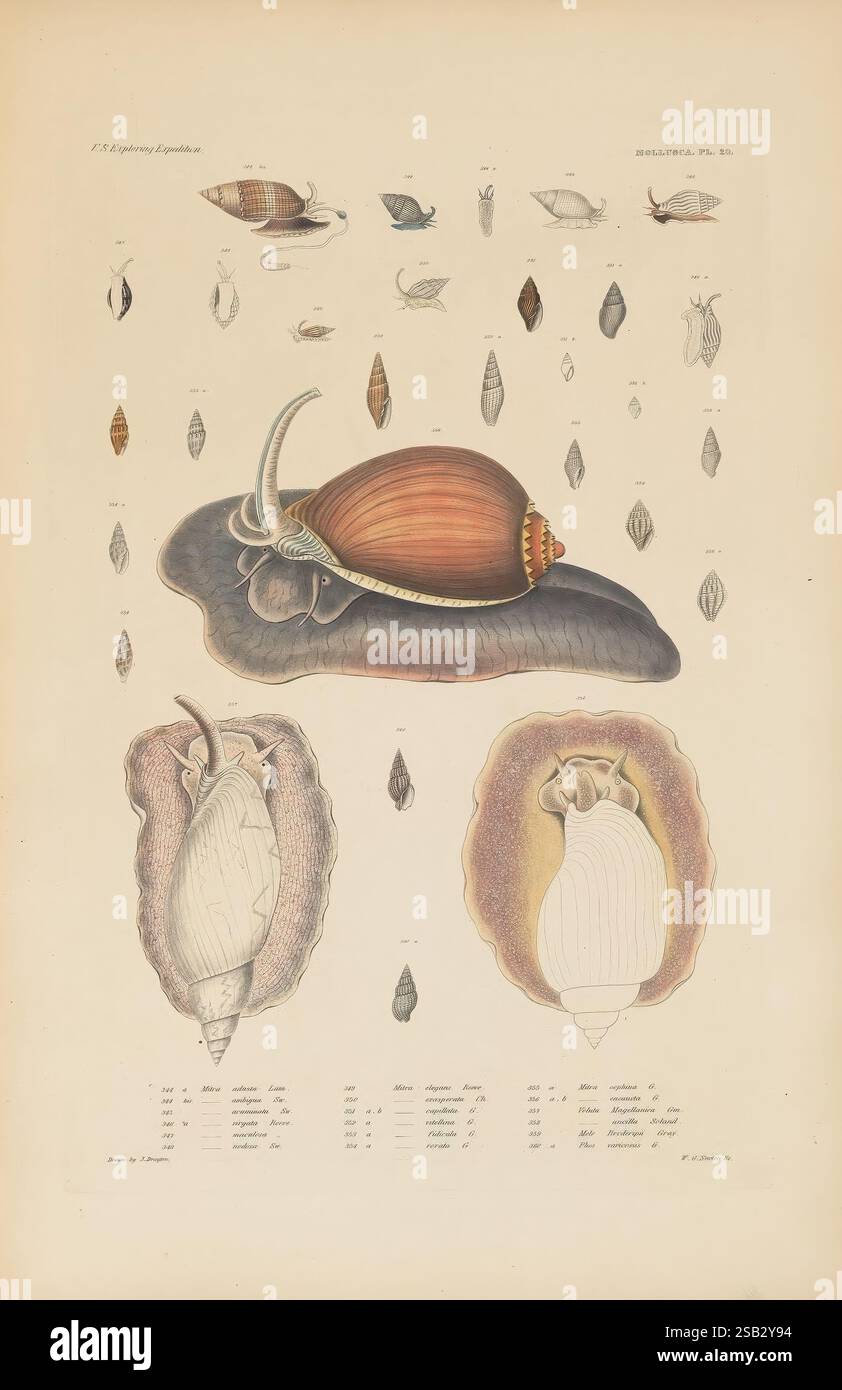 Mollusca, shells, Boston, Gould, Lincoln, 1852, mollusks, taxonomy ...