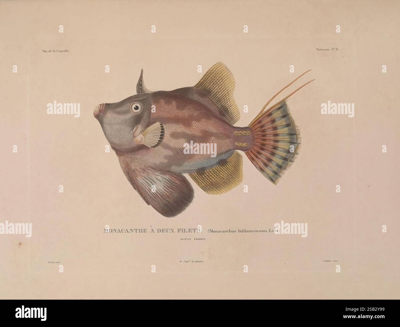 Mongrels barred tigerfish hi-res stock photography and images - Alamy