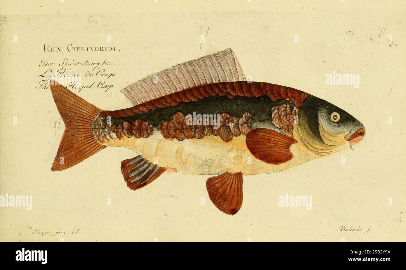 Ichthyologie ou Histoire naturelle des poissons, Berlin, Chez l'auteur ...