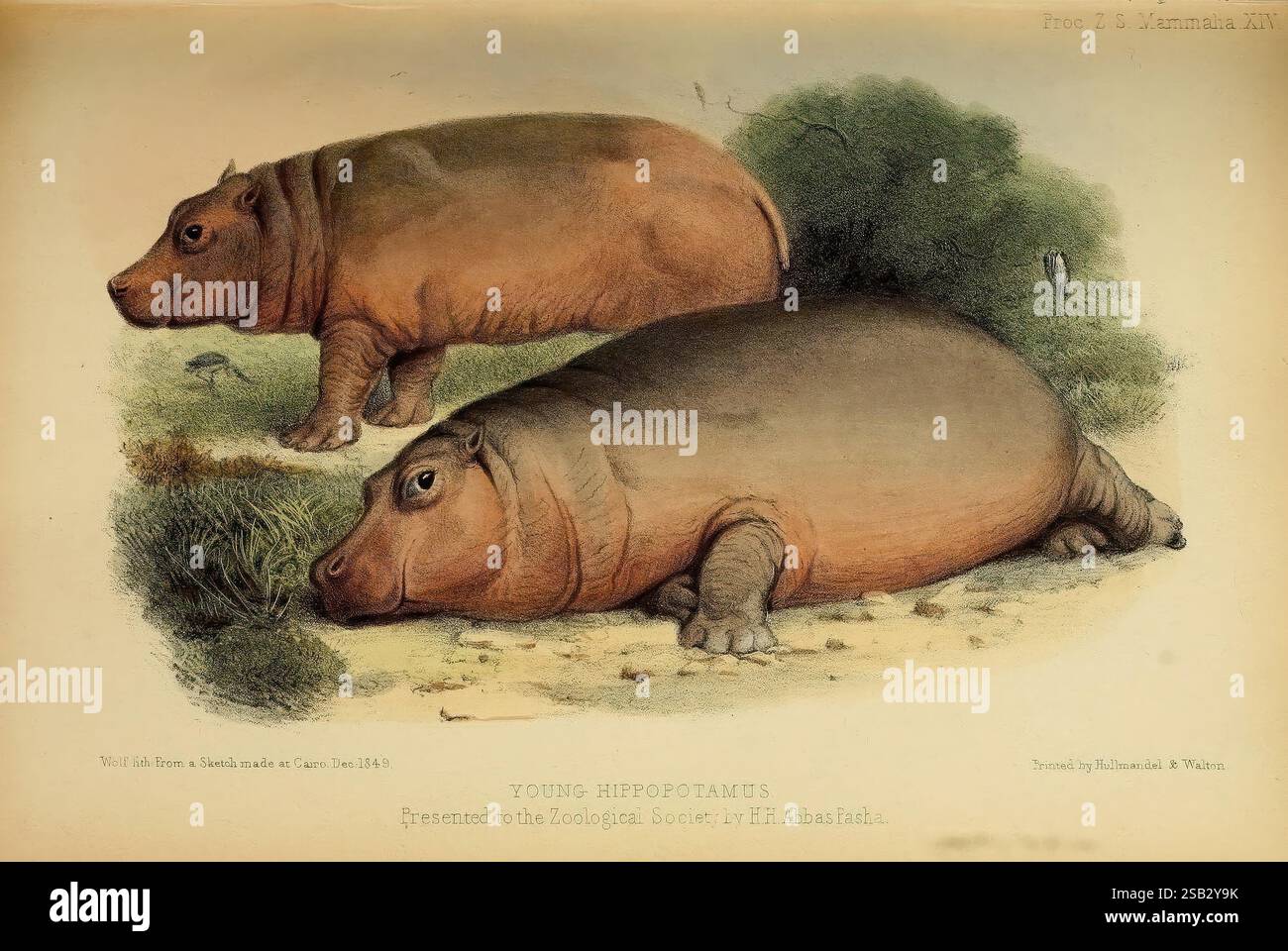 Two young hippopotamuses hi-res stock photography and images - Alamy