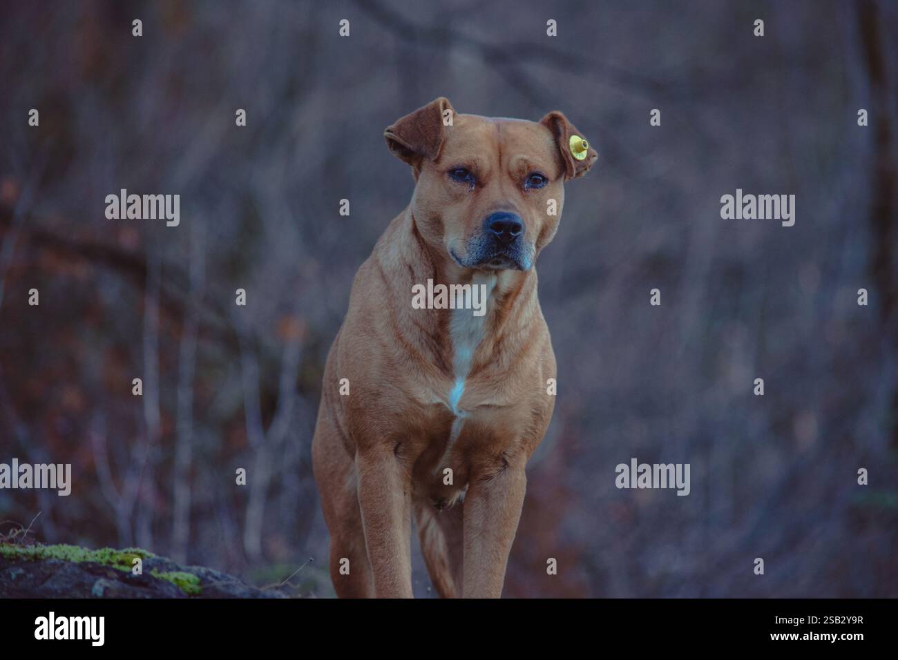 A simple red stray dog, wandering the streets in search of food and ...
