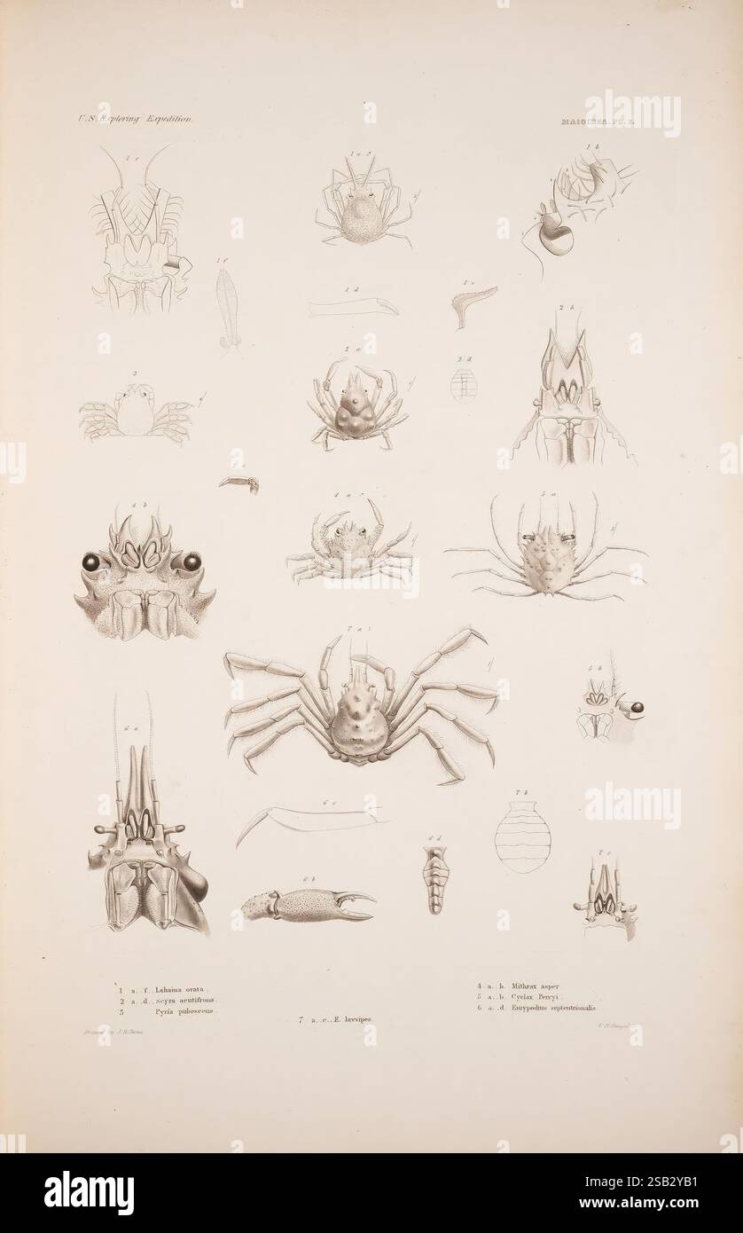 Crustacea, Philadelphia, Printed by C. Sherman, 1852-55 [i.e. 1861 ...