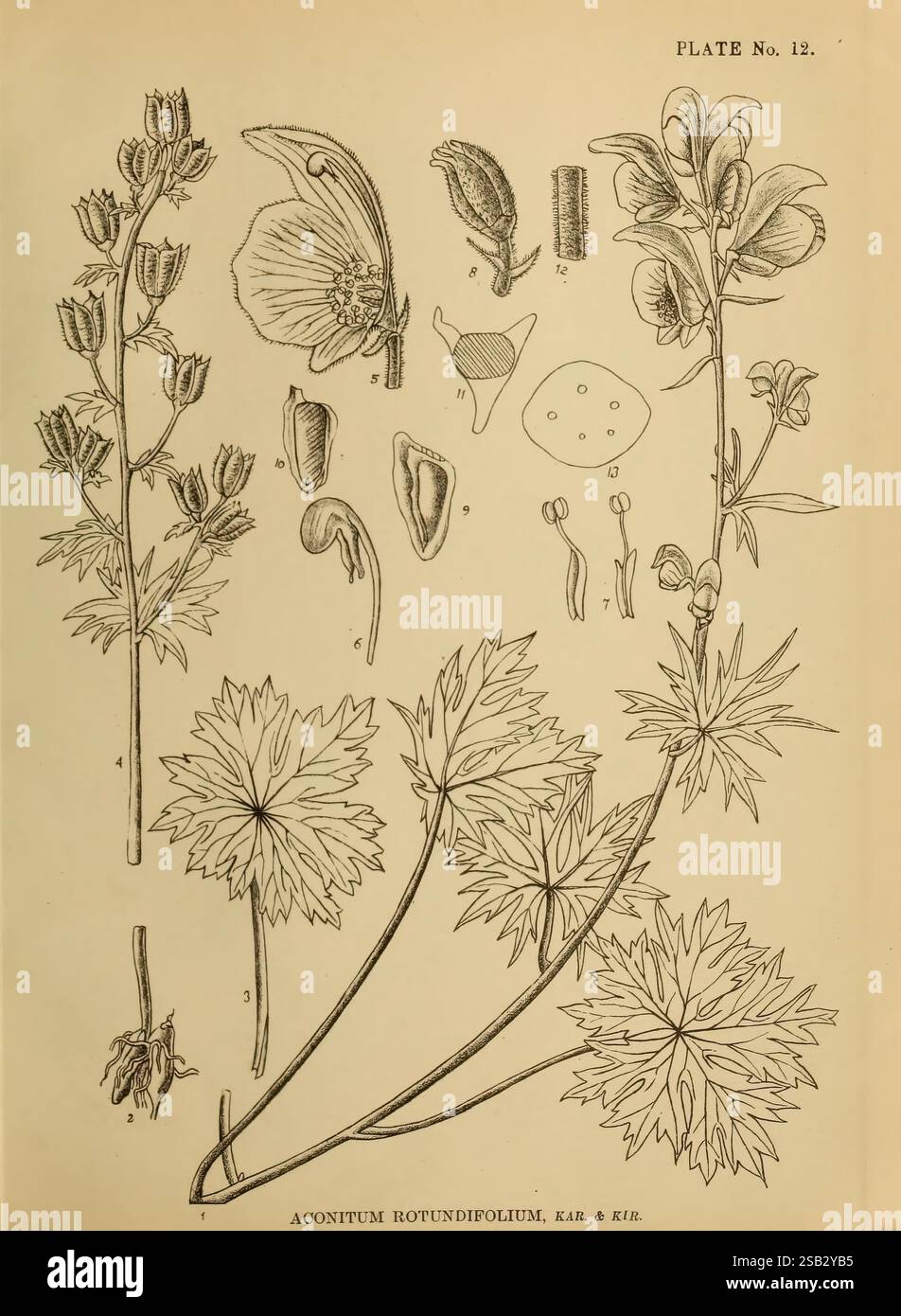 Indian medicinal plants, Bahadurganj, India, Sudhindra Nath Basu ...
