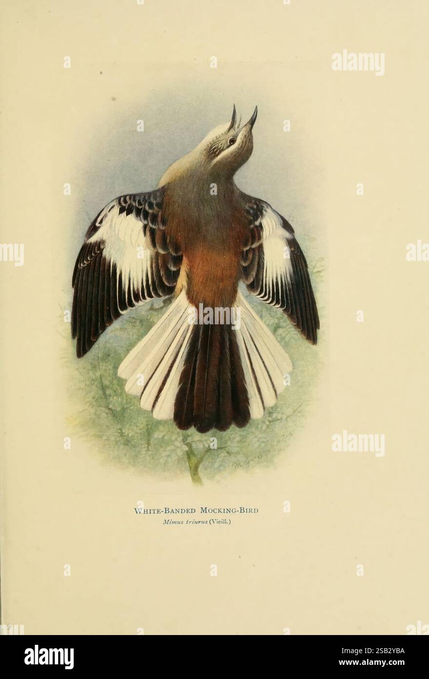 Birds of La Plata, London, E.P. Dutton Co, 1920, Argentina, Birds ...