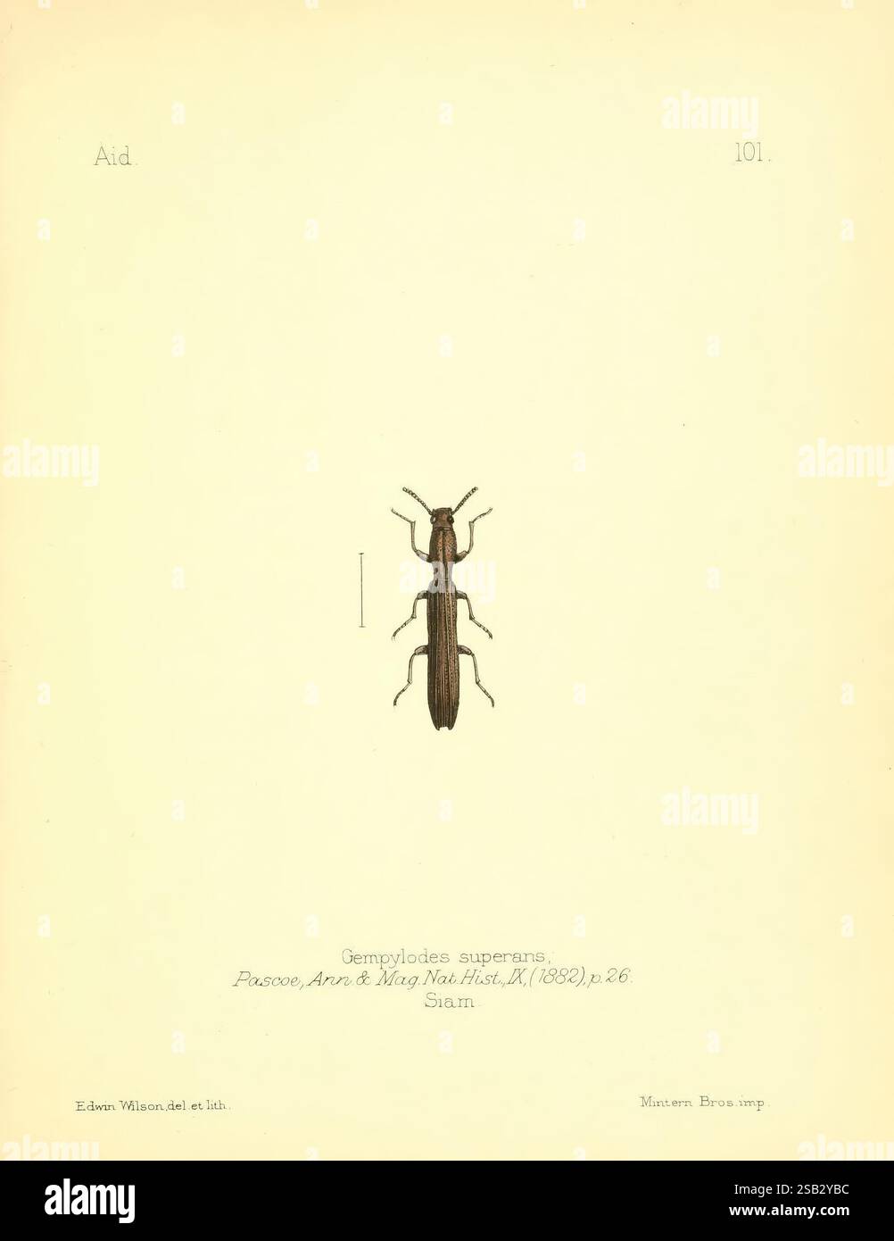 Aid to the identification of insects, London, E.W. Janson, 1880-90 ...