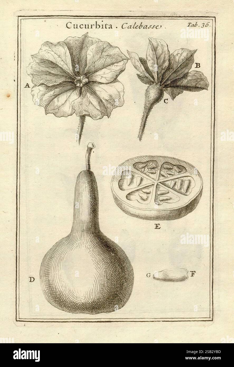 Joseph Pitton de Tournefort Institutiones rei herbariae Parisiis, E ...