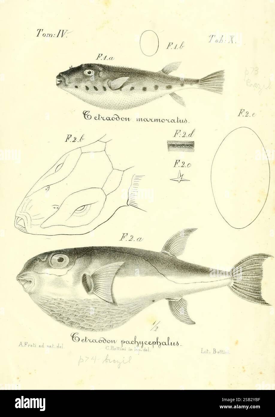 De novis speciebus piscium, Bologna, Accademia delle scienze del ...