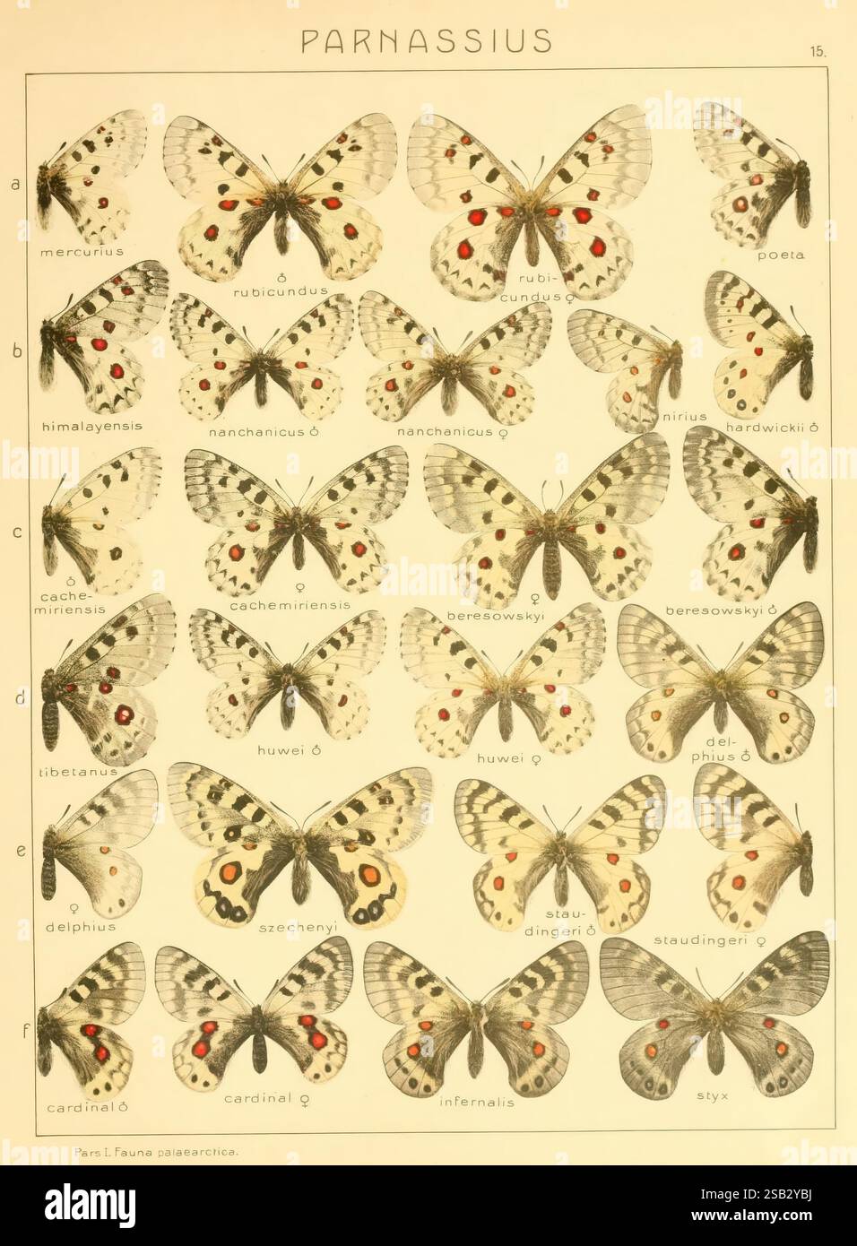 The Macrolepidoptera of the world, Stuttgart, Seitz'schen (Kernen ...