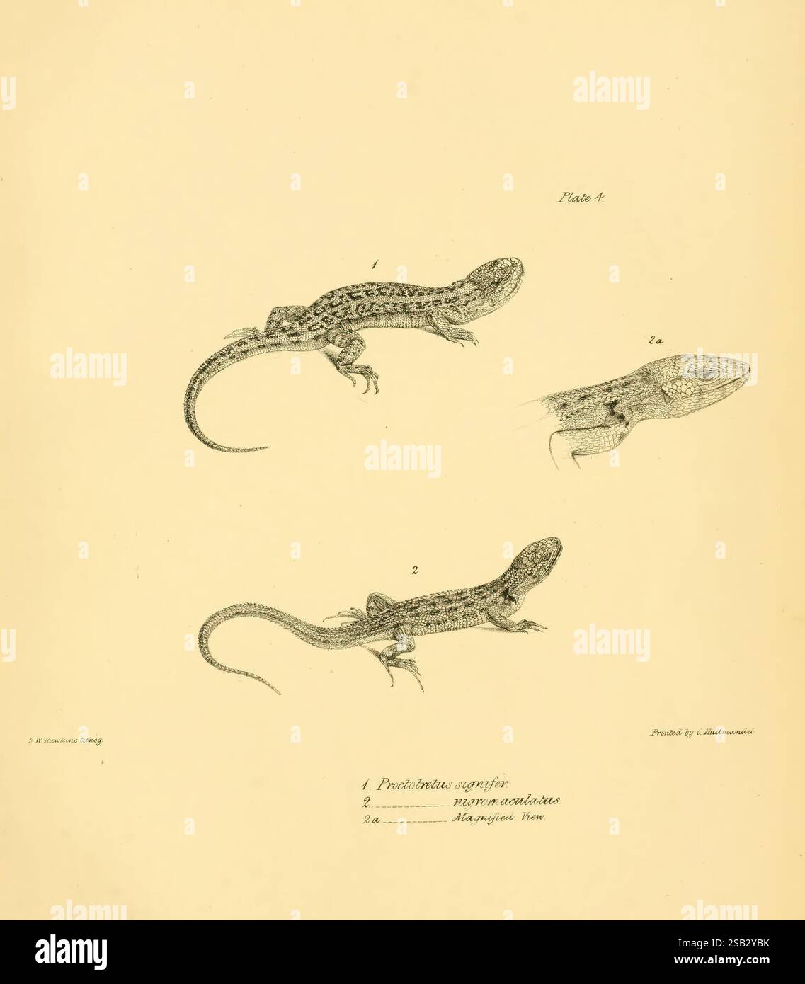 The zoology of the voyage of H.M.S. Beagle, London, Smith, Elder & Co ...