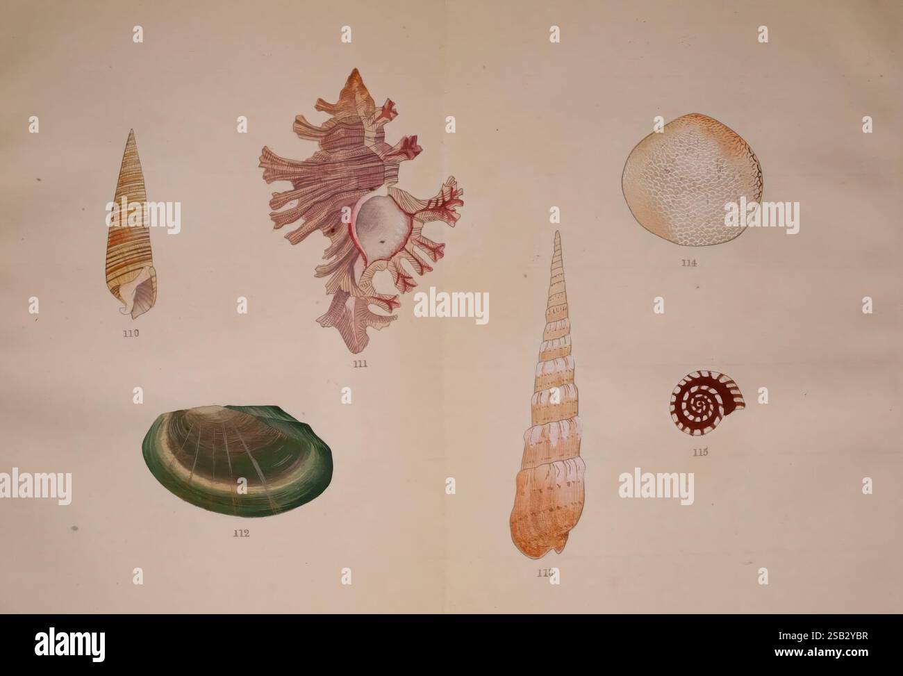 Kaisenshu Kyoto Yamada Naozoburo 1914-1915 Japan mollusks pictorial ...
