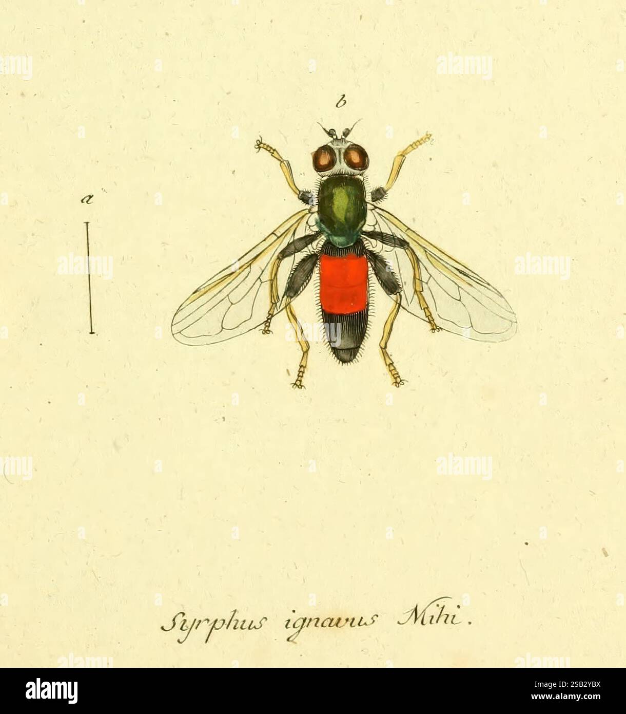 Fauna Germanica, Diptera, Nuremberg?, s.n, between 1793 and 1805 ...