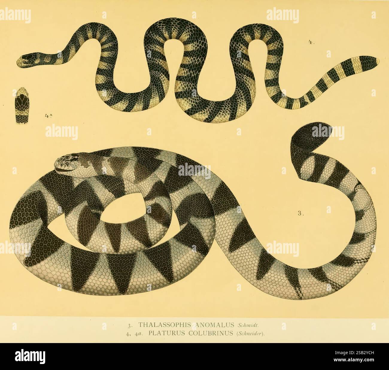 R serpentes hi-res stock photography and images - Alamy