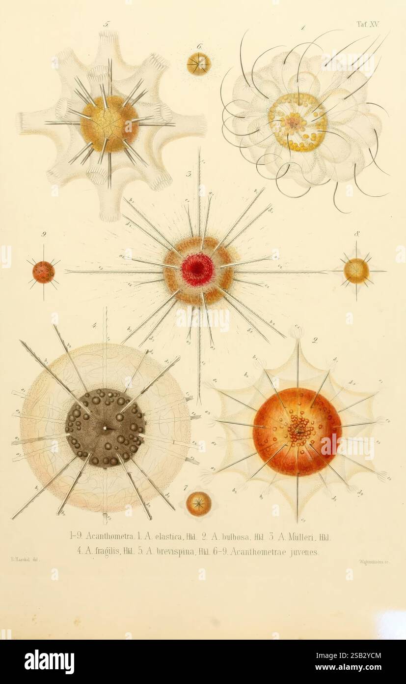 Die Radiolarien (Rhizopoda radiaria), Berlin, G. Reimer, 1862-1888 ...