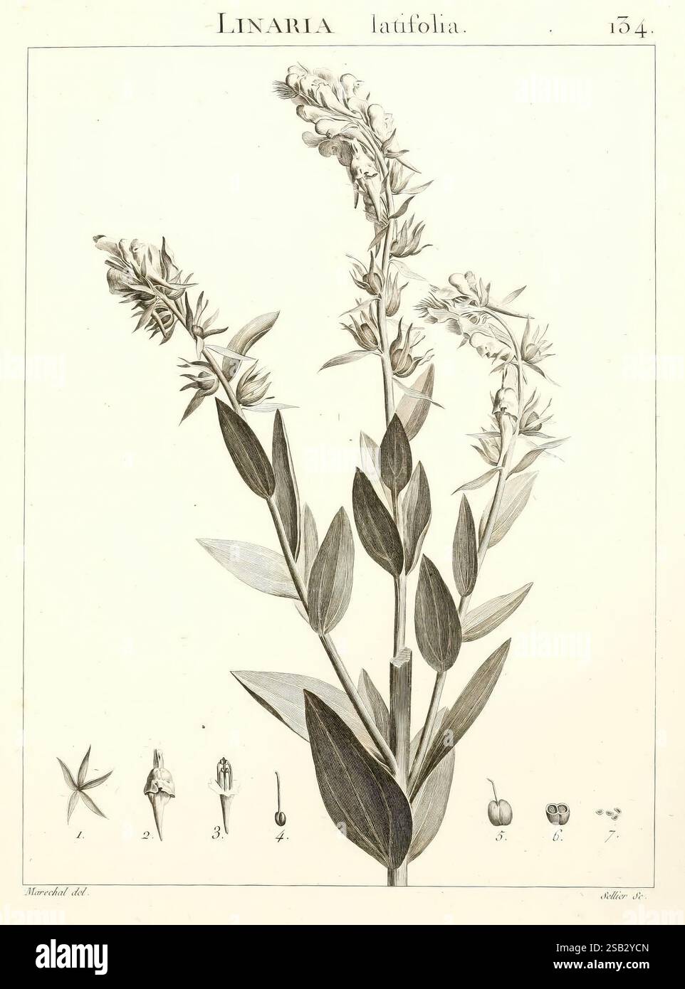 Plant linaria latifolia hi-res stock photography and images - Alamy