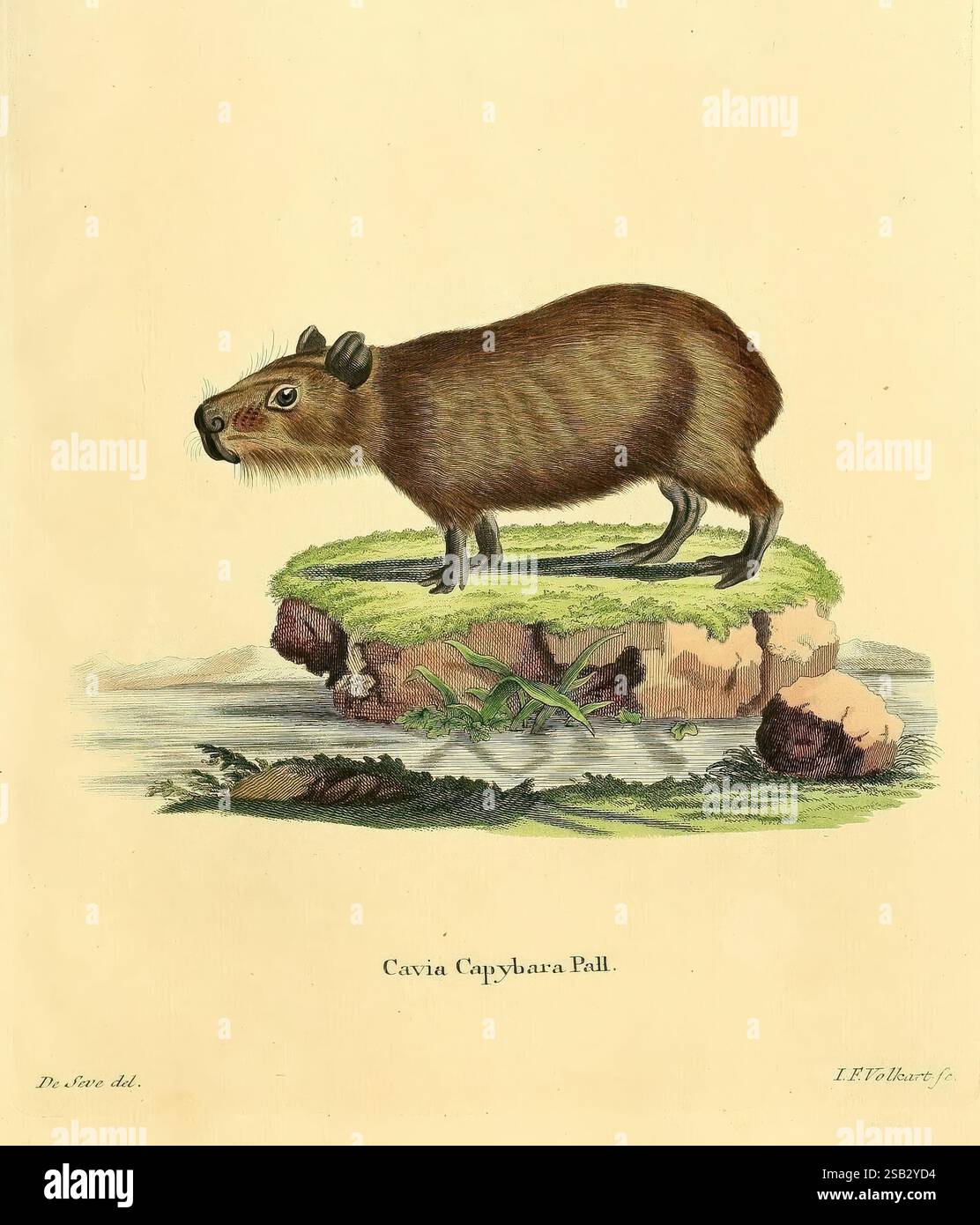 Capybaras affinity hi-res stock photography and images - Alamy