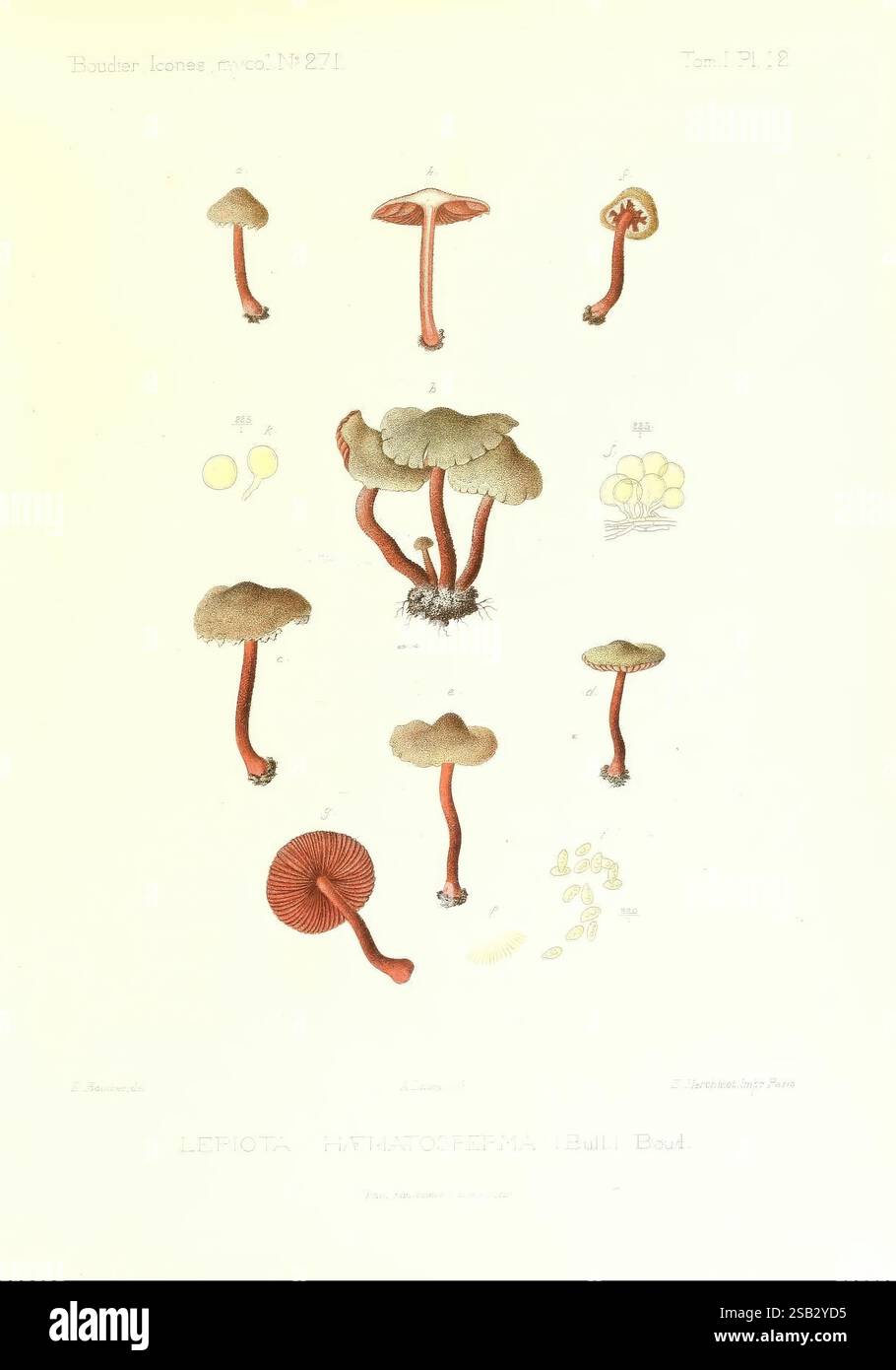 Species leptonia athrotospora hi-res stock photography and images - Alamy