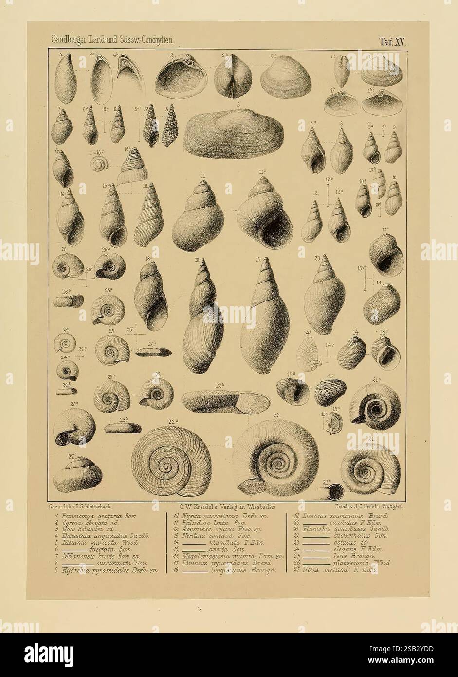 Die land- und süsswasser Conchylien der Vorwelt Wiesbaden C.W. Kreidel ...
