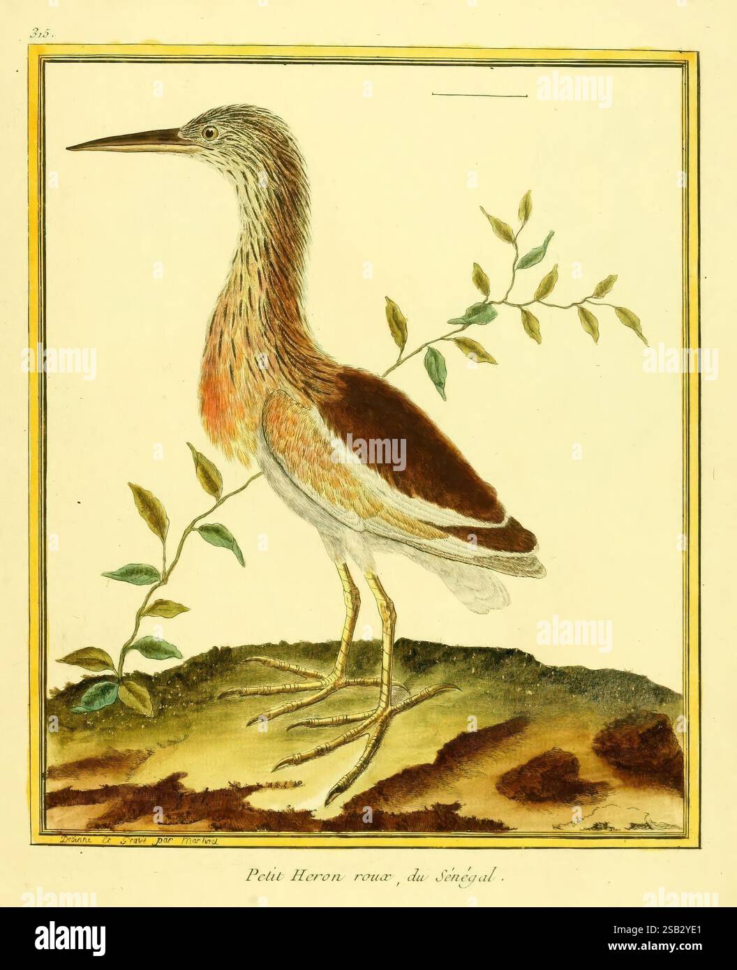 Graceful avian creature features hi-res stock photography and images ...