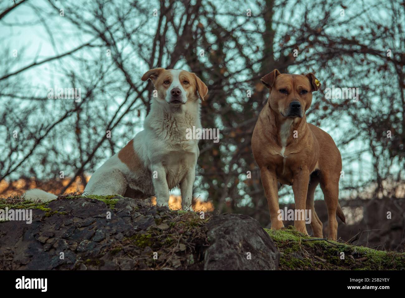 Two stray dogs side by side, wandering together through the streets ...