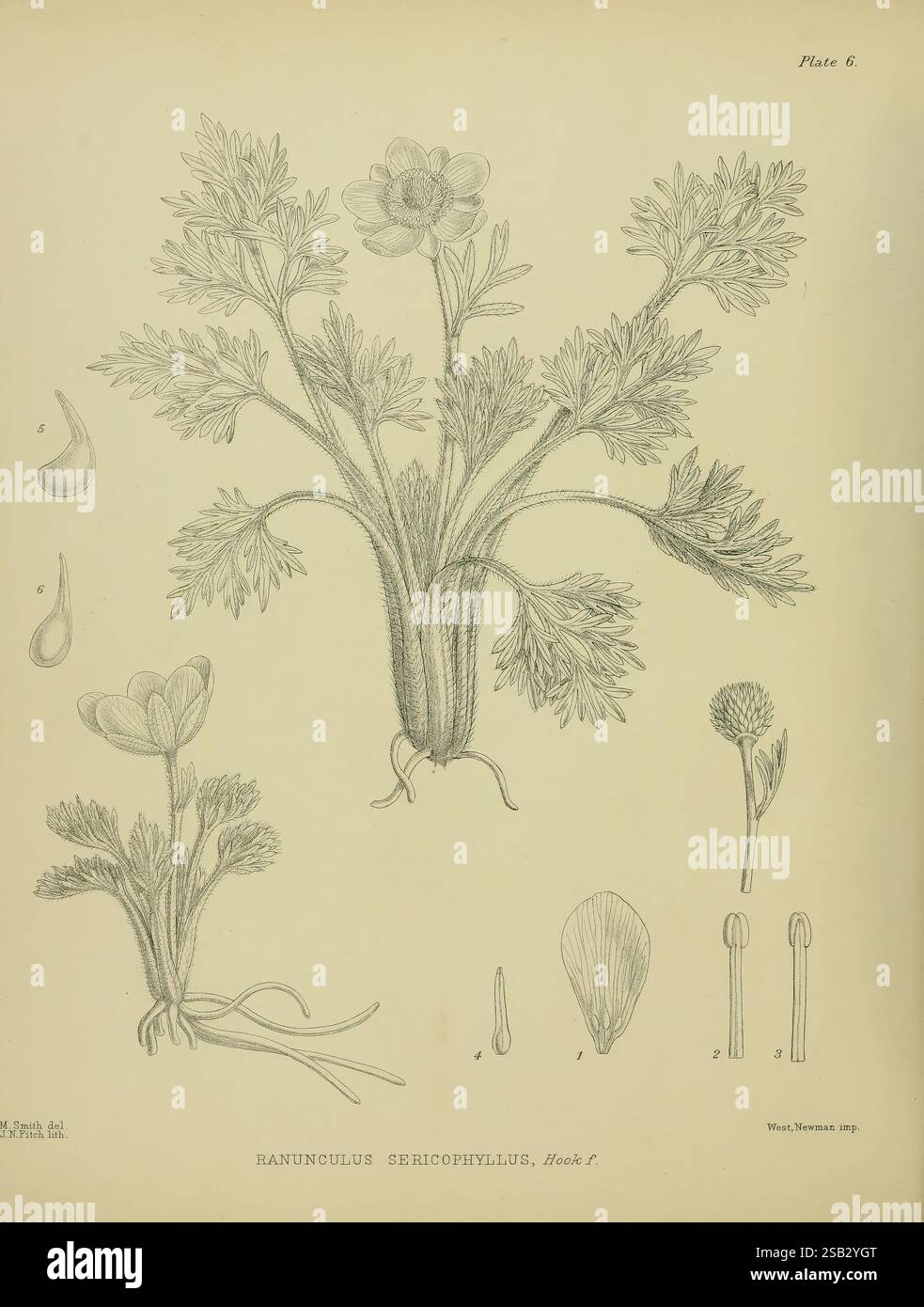 Illustrations of the New Zealand flora, Wellington, John Mackay, Govt ...
