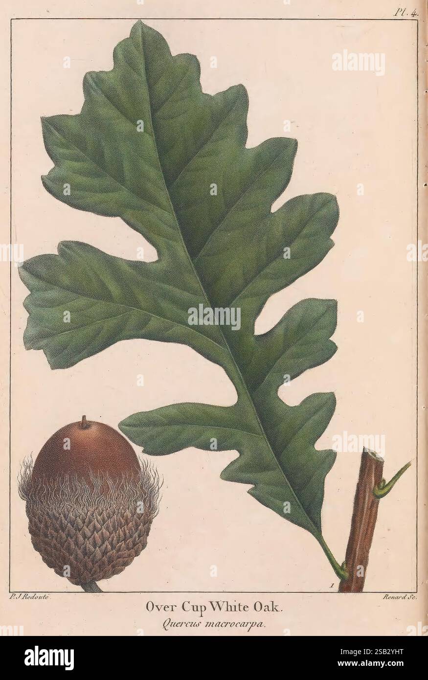 Rounded leaf sinuses hi-res stock photography and images - Alamy