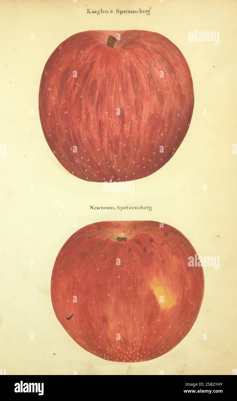 William Coxe, manuscript, 1810-1831, The artwork features two distinct ...