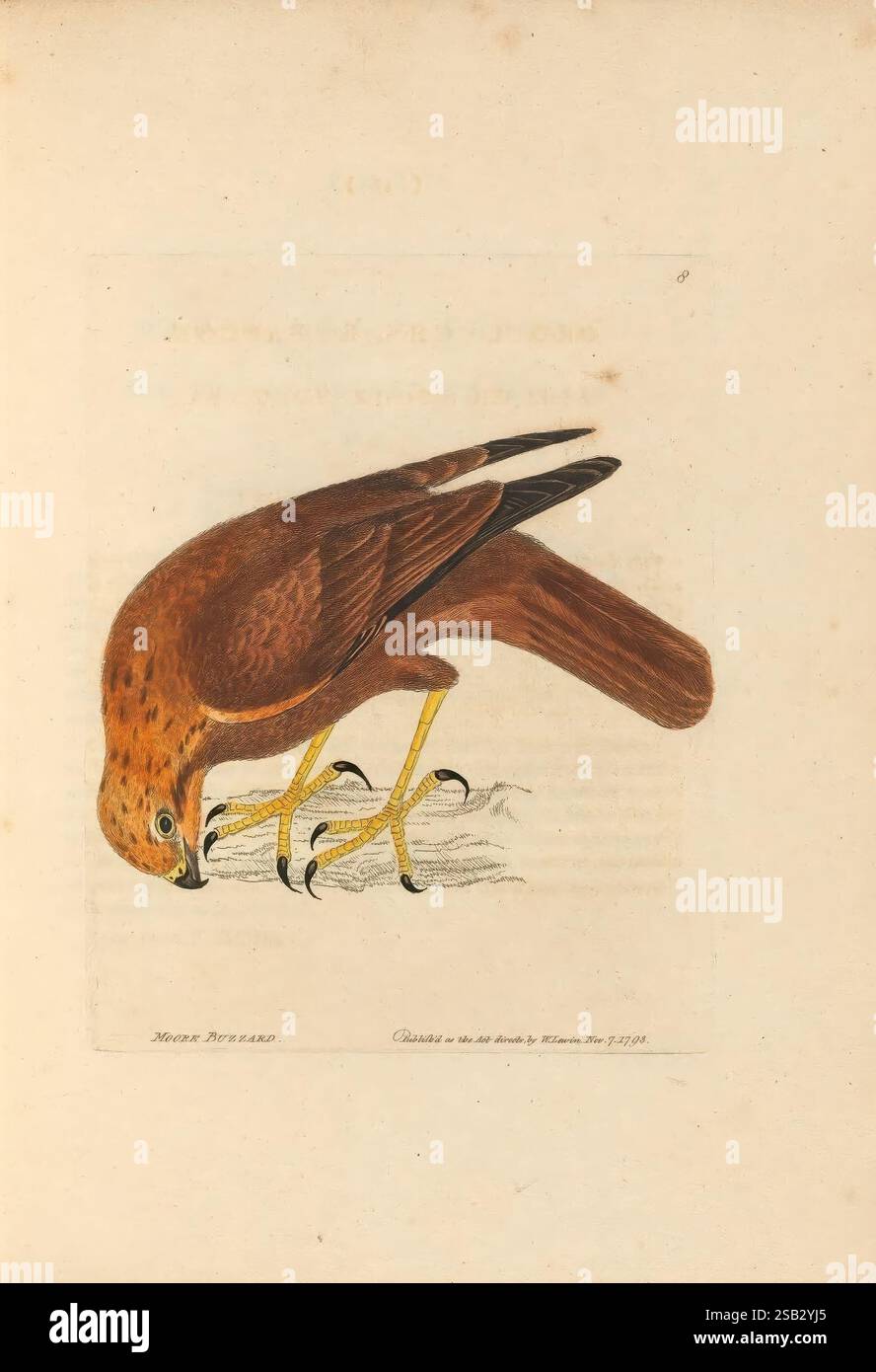 Wing accents hi-res stock photography and images - Alamy