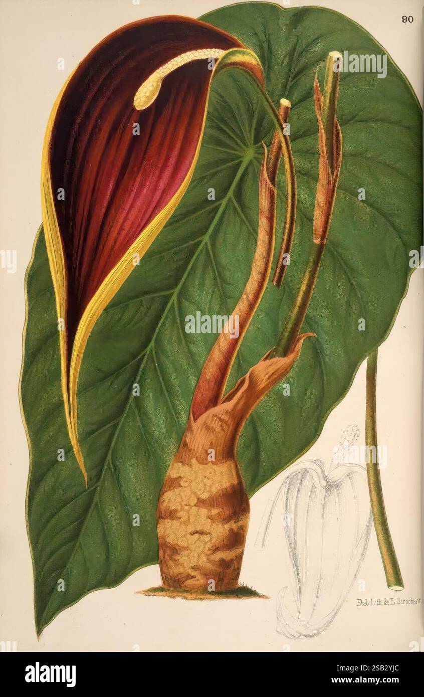 Spadix yellow flowering spike hi-res stock photography and images - Alamy