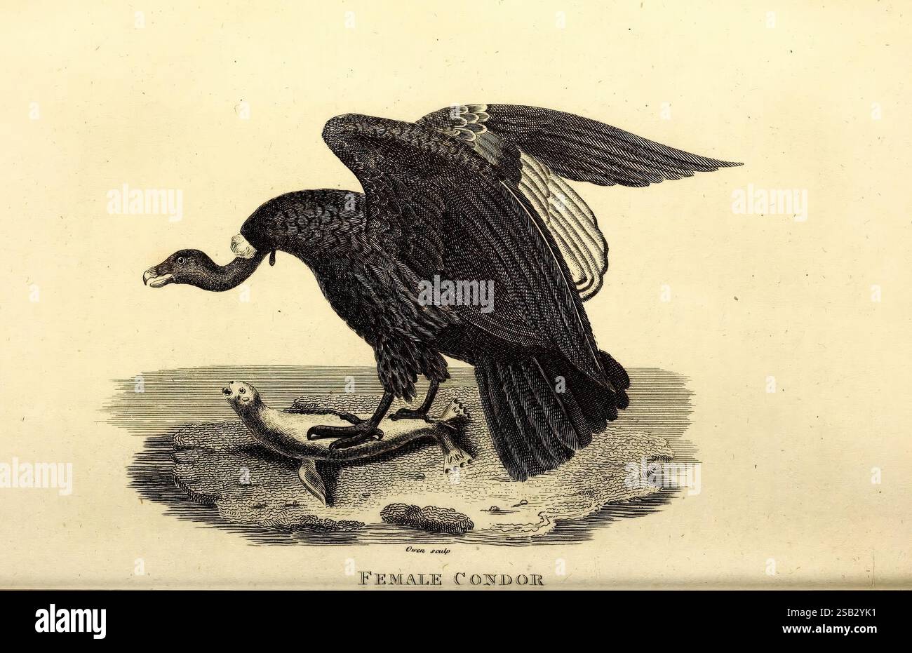 Condors feathers hi-res stock photography and images - Alamy