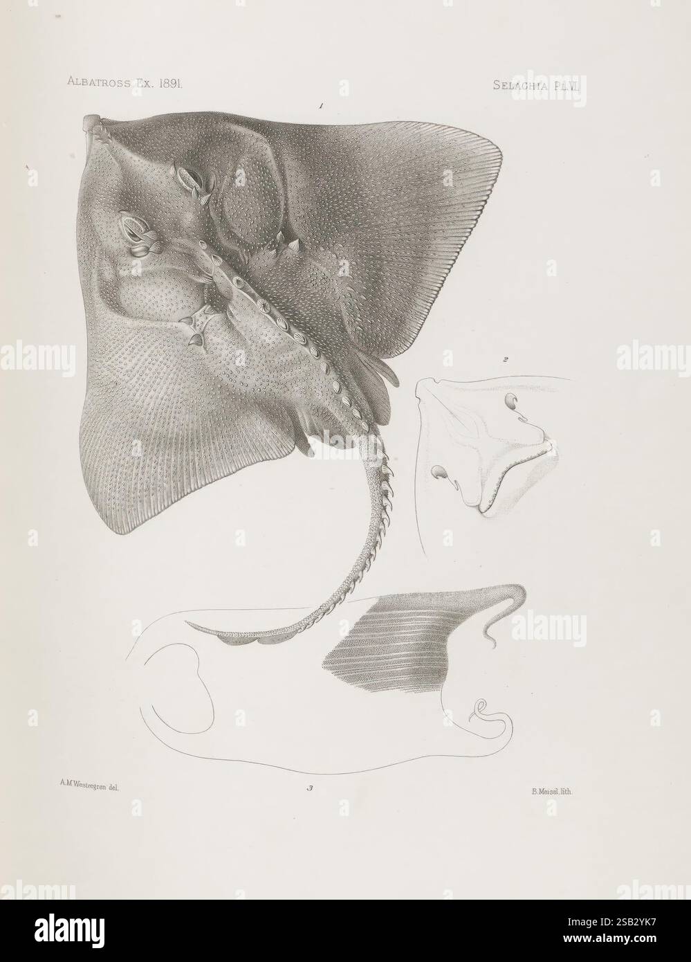 Stingrays unique features hi-res stock photography and images - Alamy