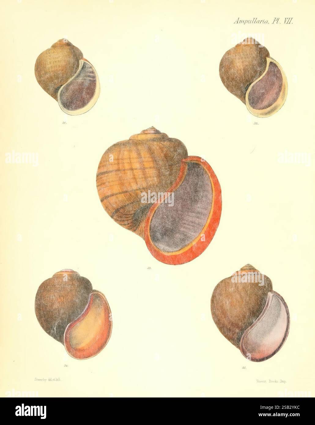Conchologia iconica, or Illustrations of the shells of molluscous ...