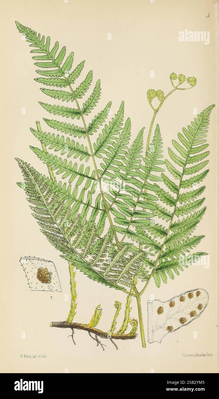 Ruprechts fern hi-res stock photography and images - Alamy