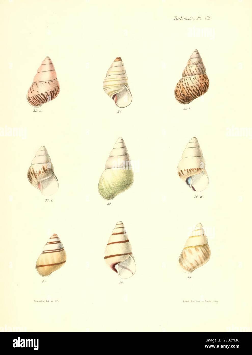 Conchologia iconica, or Illustrations of the shells of molluscous ...