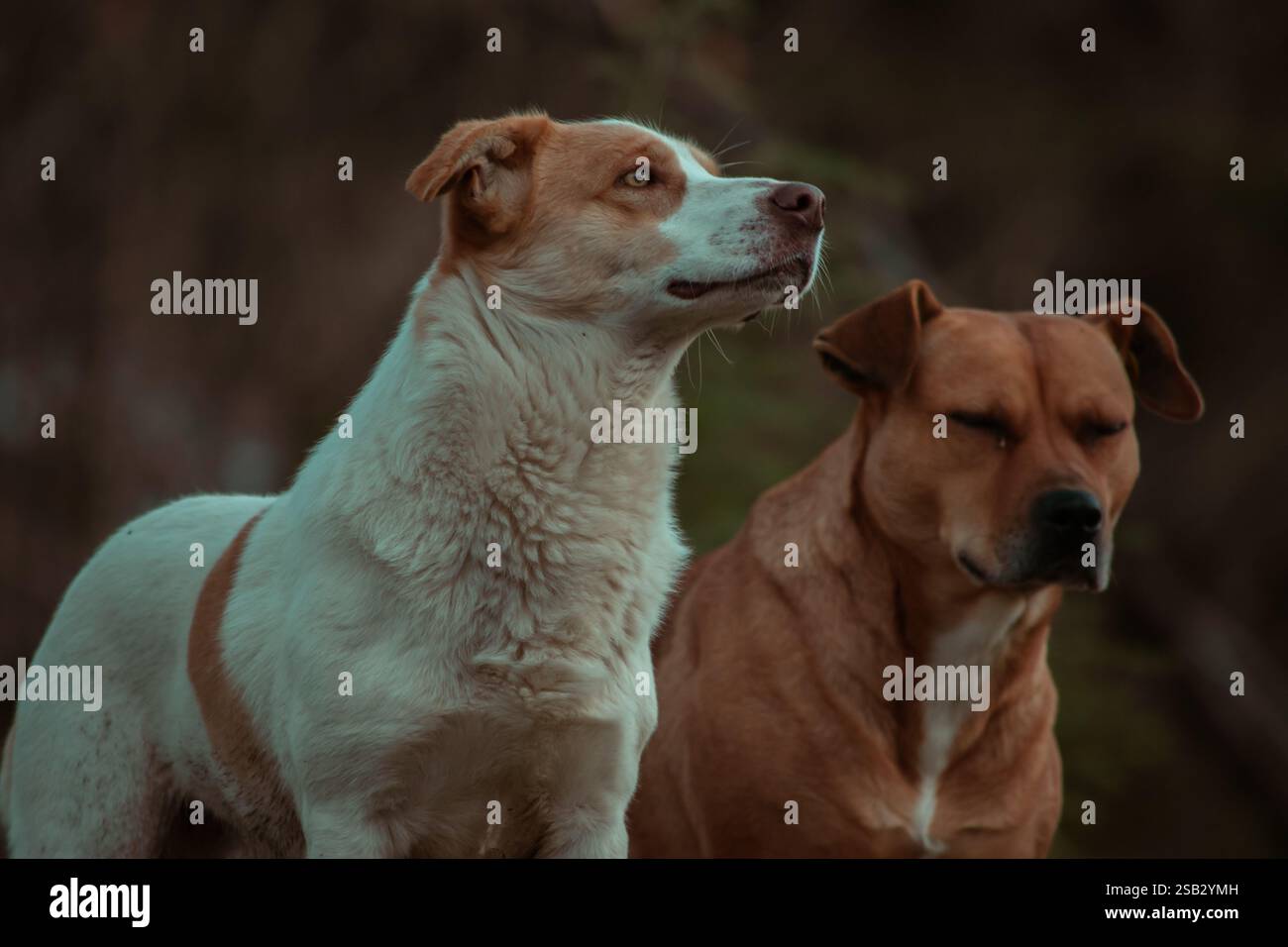 Two stray dogs side by side, wandering together through the streets ...