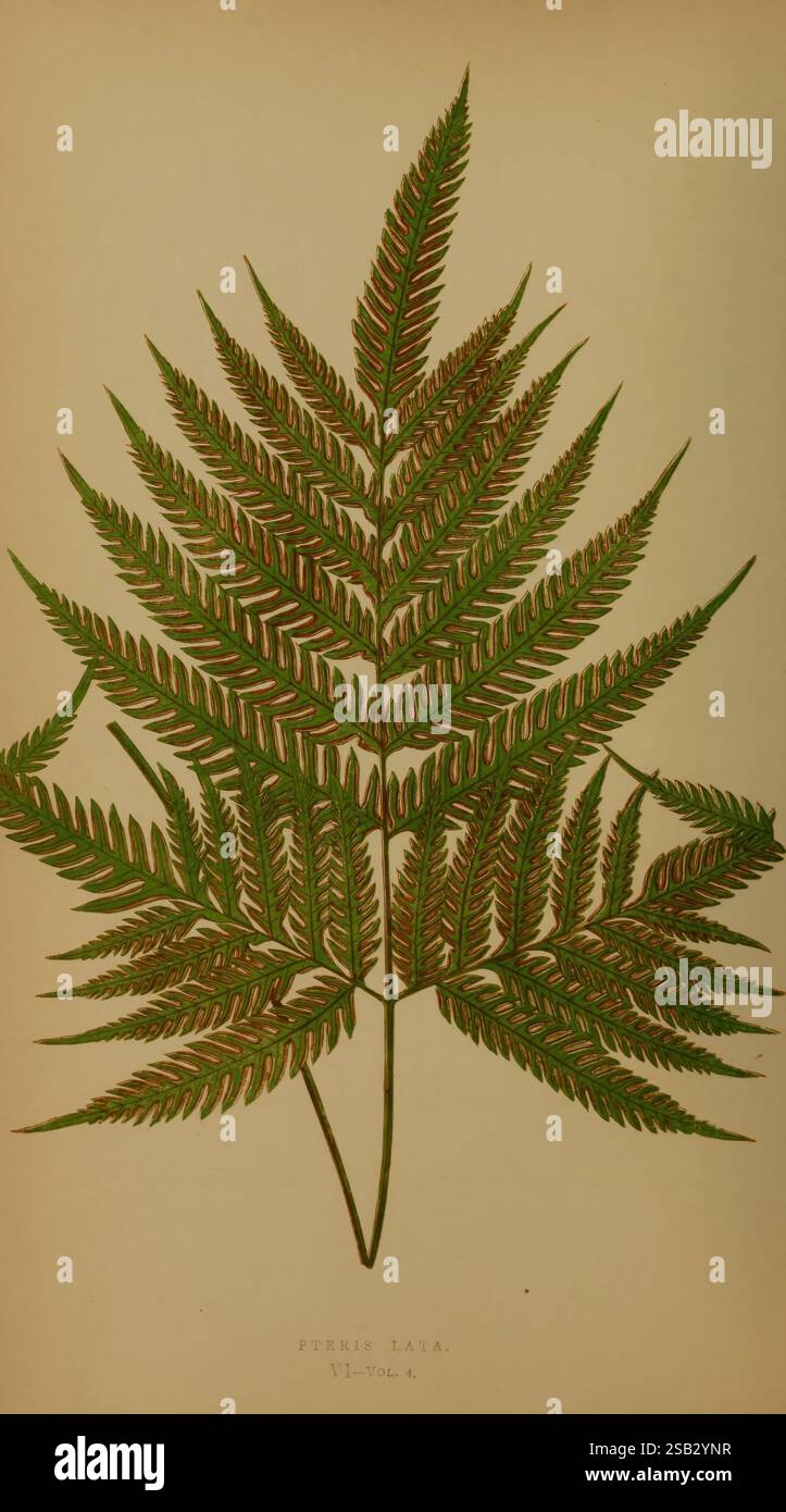 Subtle variations in leaf coloration hi-res stock photography and ...