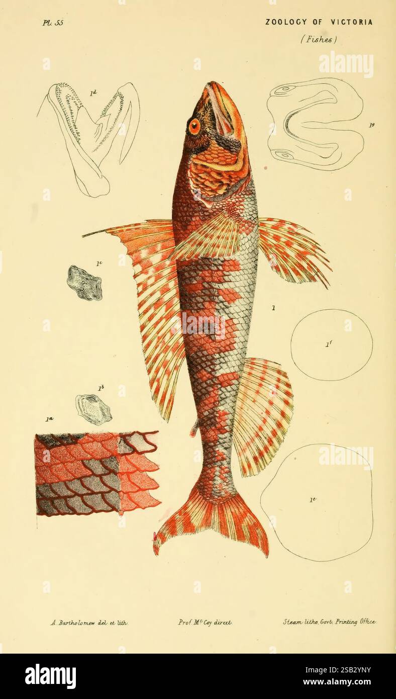 Fish itself alongside various anatomical details hi-res stock ...
