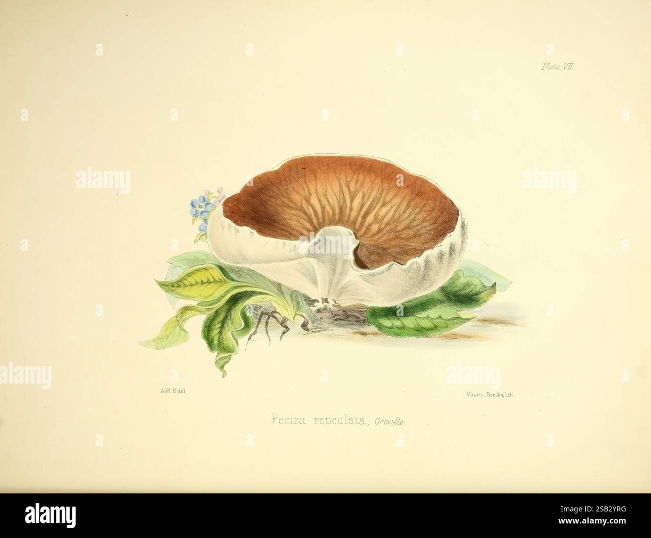Peziza reticulata hi-res stock photography and images - Alamy