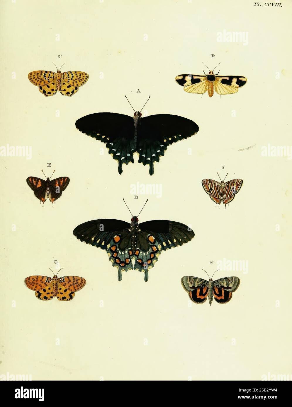Eight beautifully rendered butterflies hi-res stock photography and ...