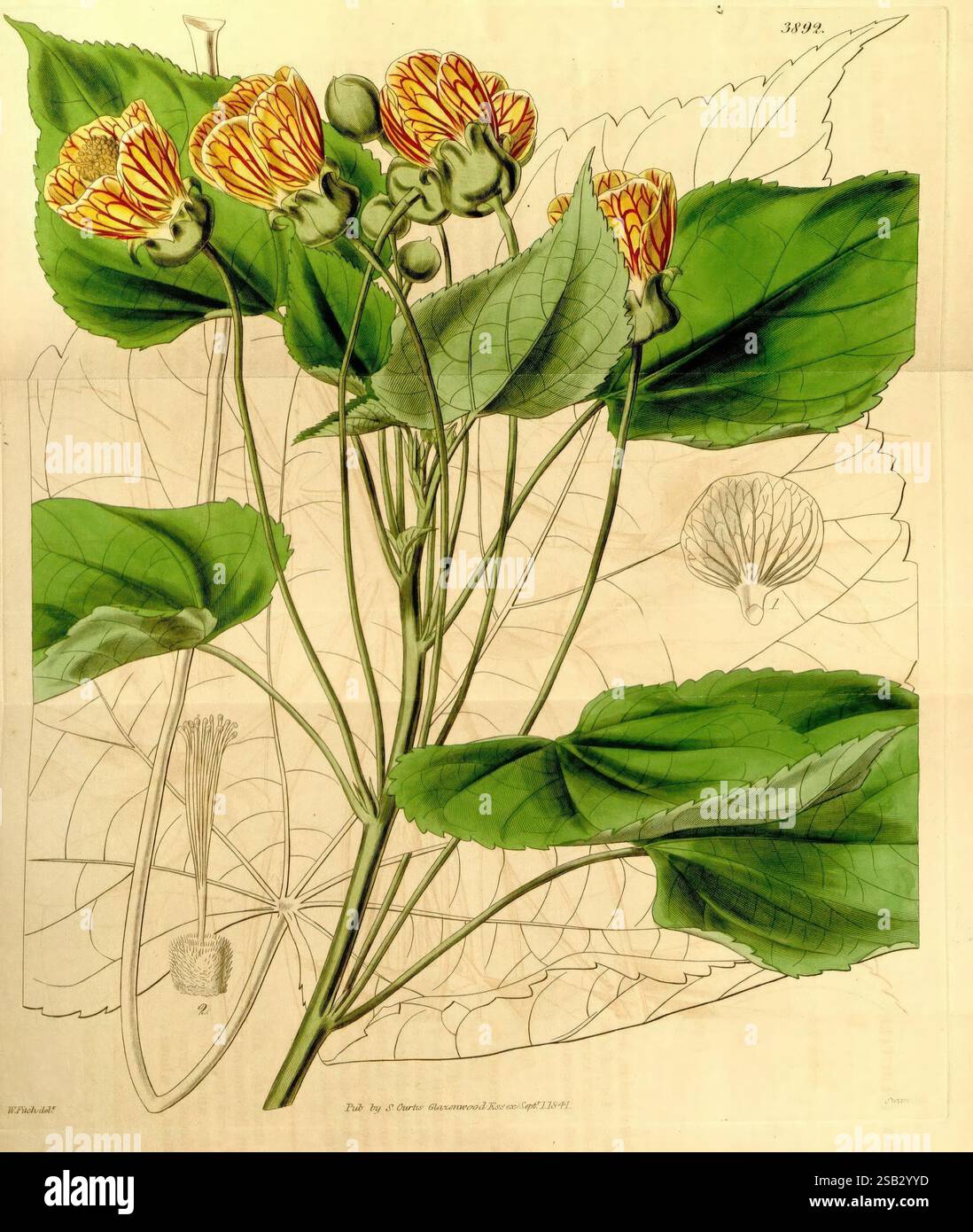 Curtis's Botanical Magazine, London, New York, Botanical Illustration ...