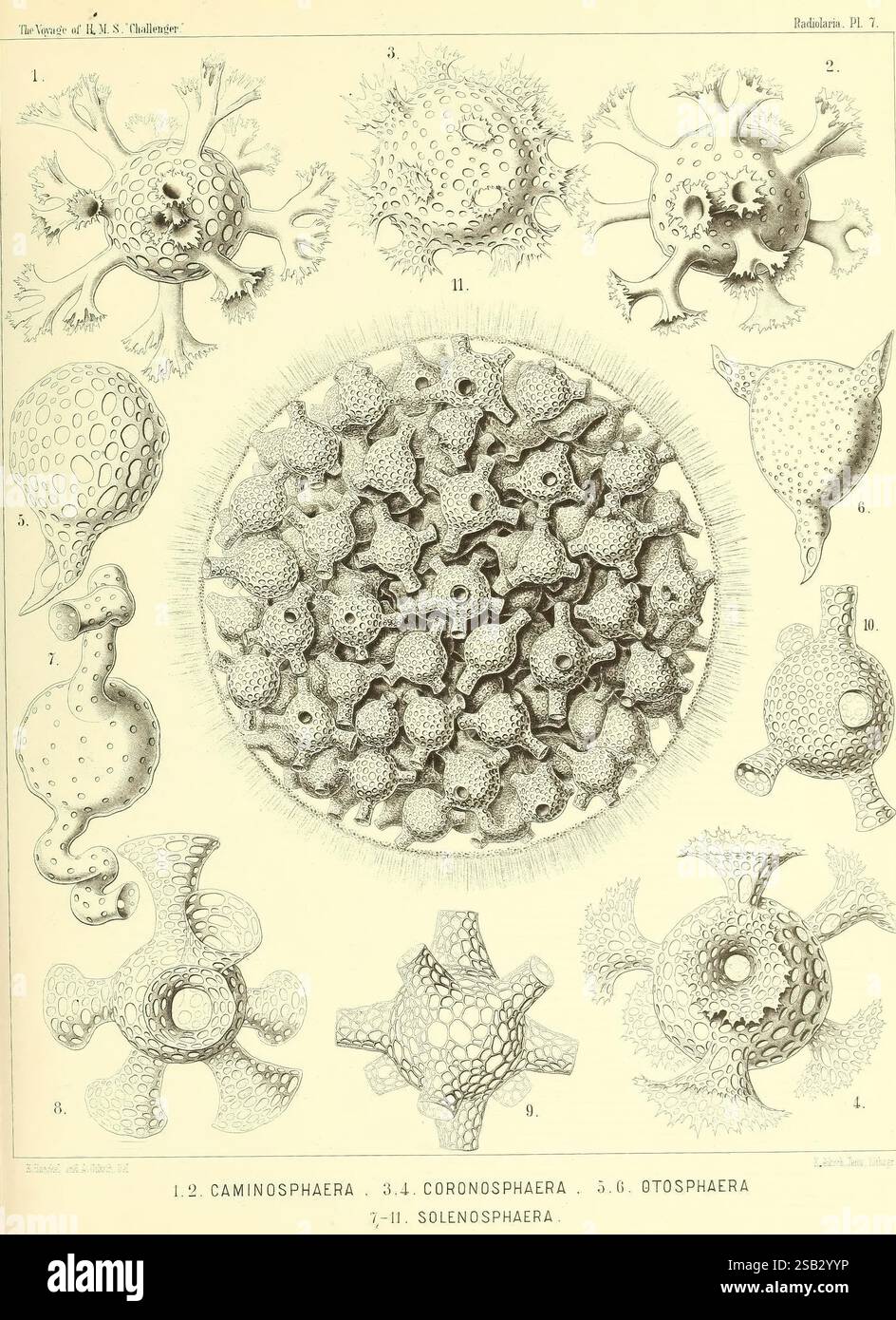 Study of microscopic entities hi-res stock photography and images - Alamy