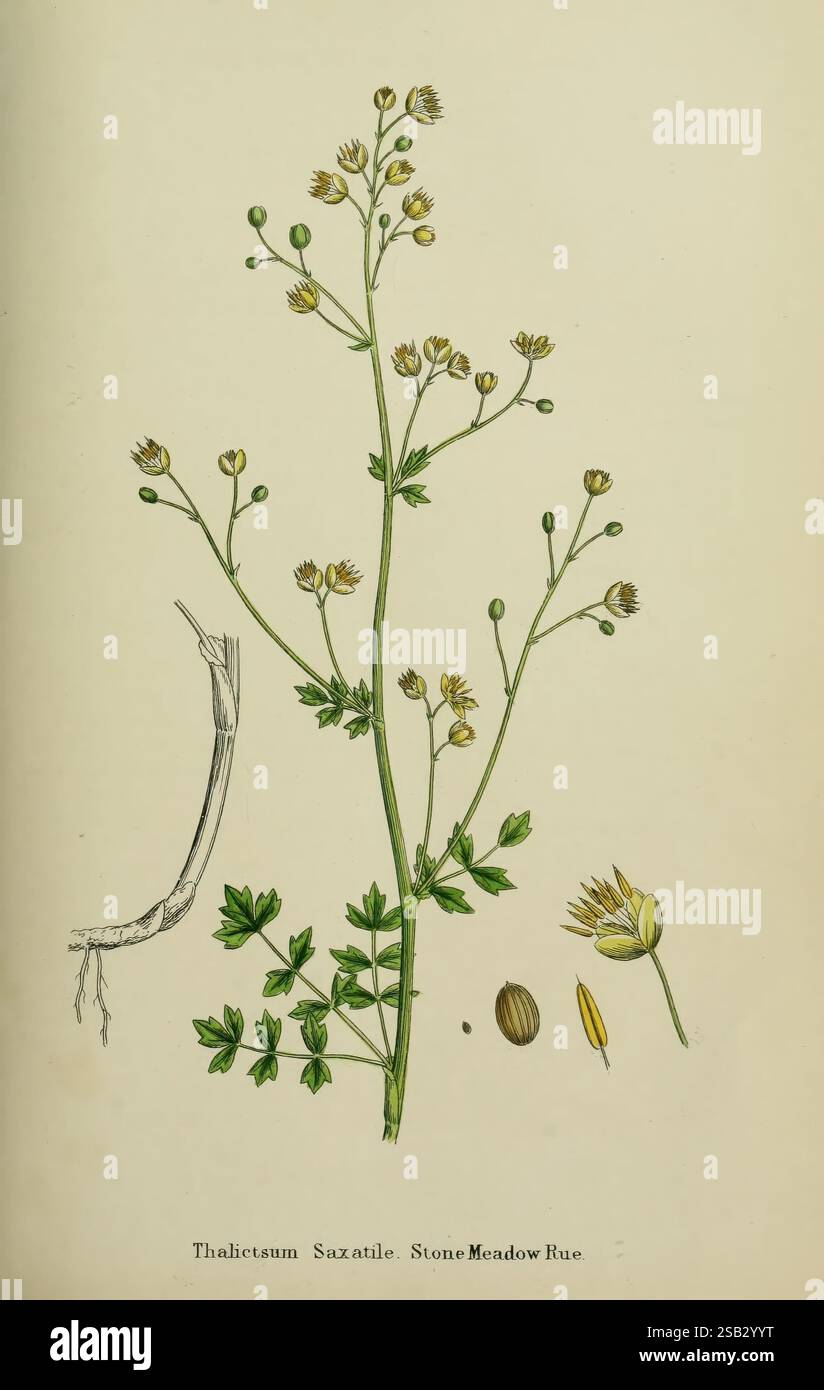 Thalictrum sazatile hi-res stock photography and images - Alamy