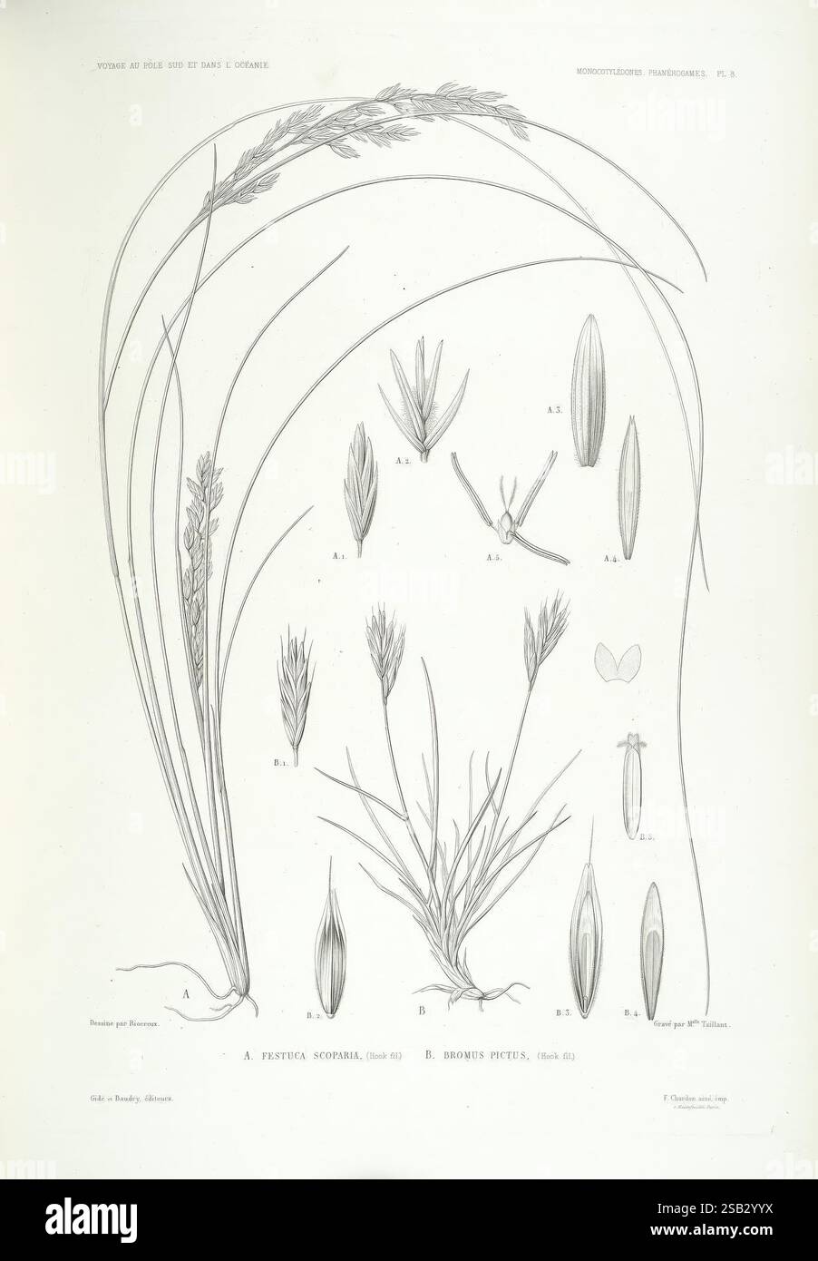 Botanique, Paris, Gide et Cie, 1845-1853, This illustration displays ...