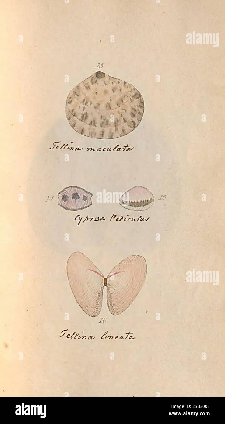 A, conchological, dictionary, of, the, British, Islands, London, John ...