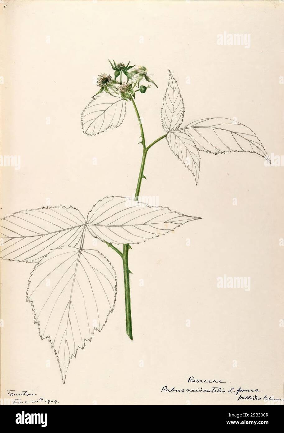 Water-color sketches of plants of North America and Europe,, A ...