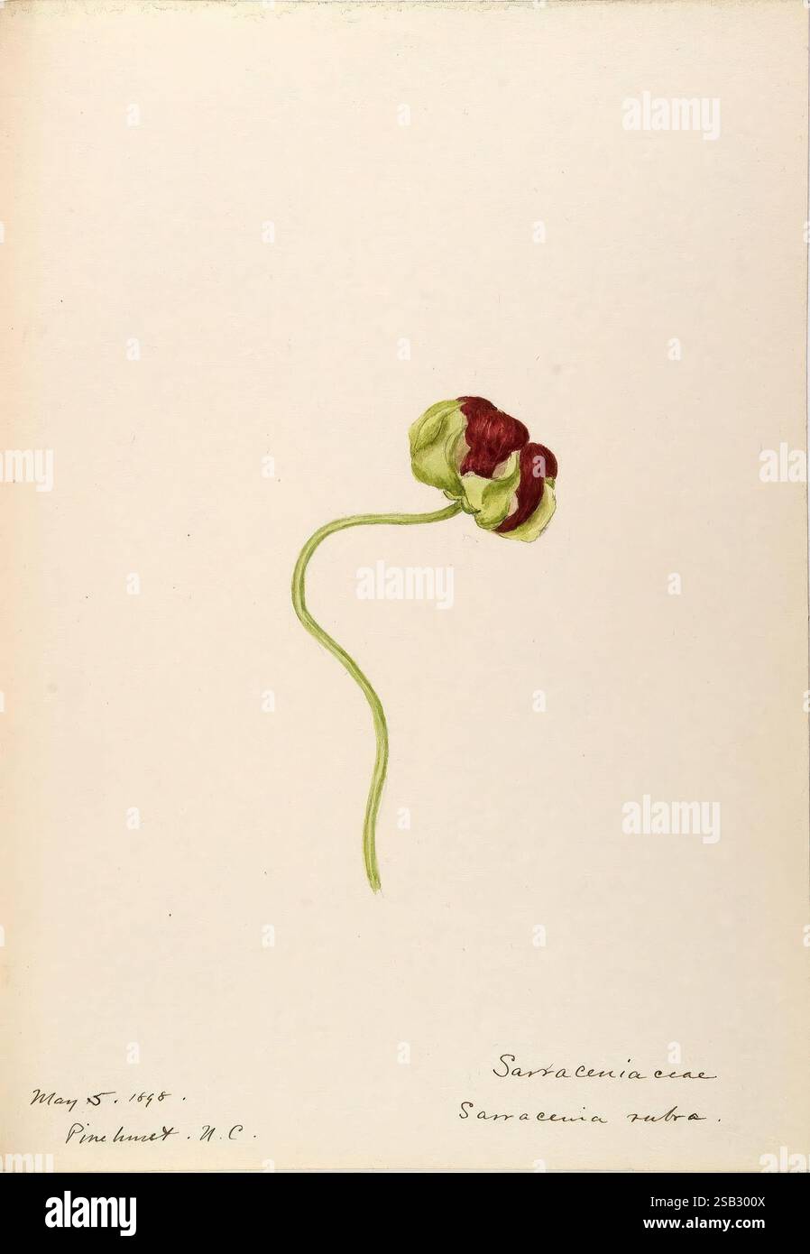 Two clustered flowers hi-res stock photography and images - Alamy