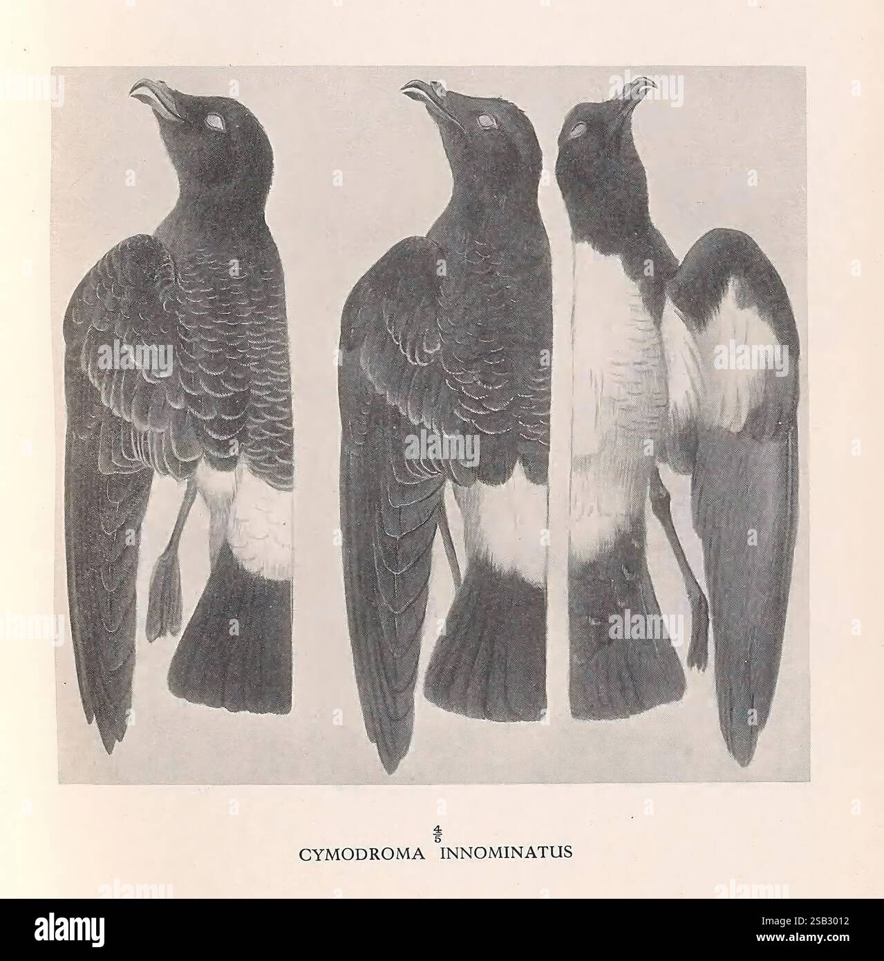 Cymodroma innominatus hi-res stock photography and images - Alamy