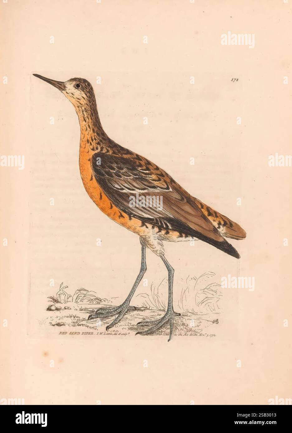 The birds of Great Britain, 1795-1801, museum of comparative zoology, A ...