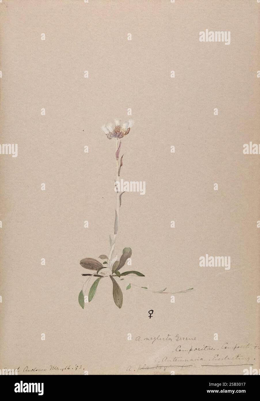 A delicate representation of a single flower, showcasing its intricate ...